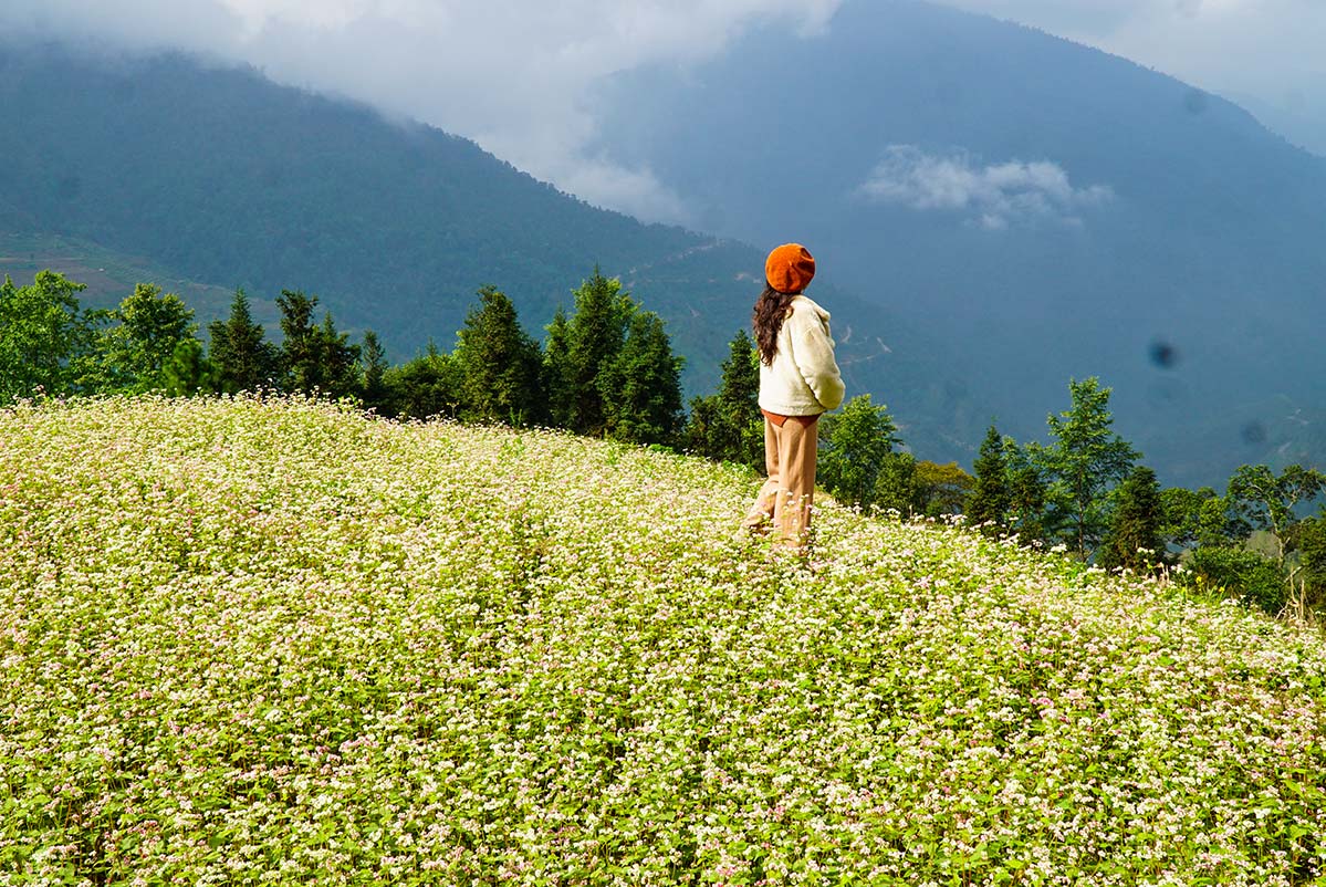 La Flor del Alforfón en Ha Giang - Mejor Temporada y Lugares para Verla