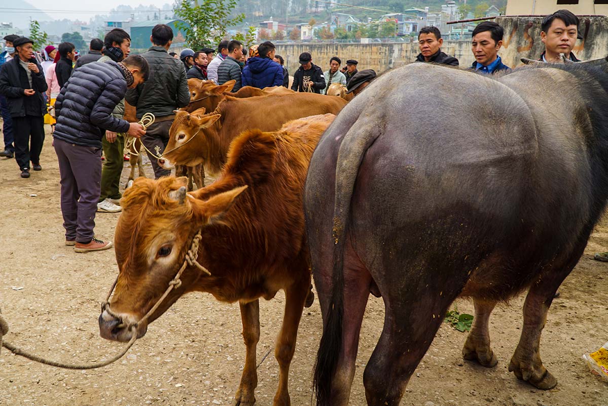 Marché de Dong Van - Une expérience unique dans le Ha Giang Loop